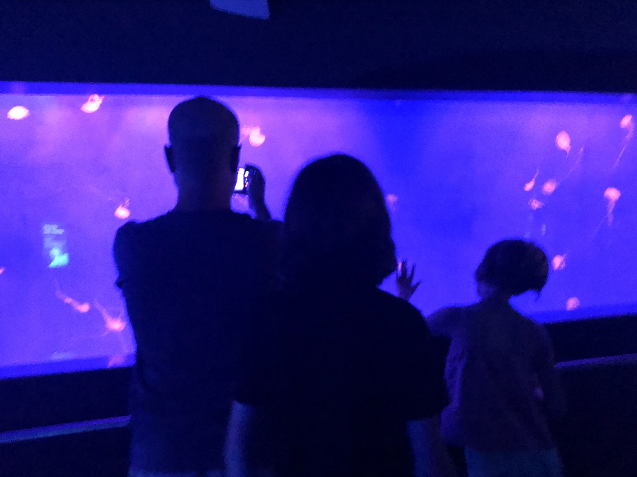 Visiting Ripley's Aquarium of Canada in Toronto